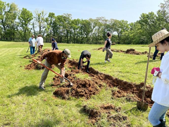 More than 100 years later, American chestnut could return to Appalachia ...