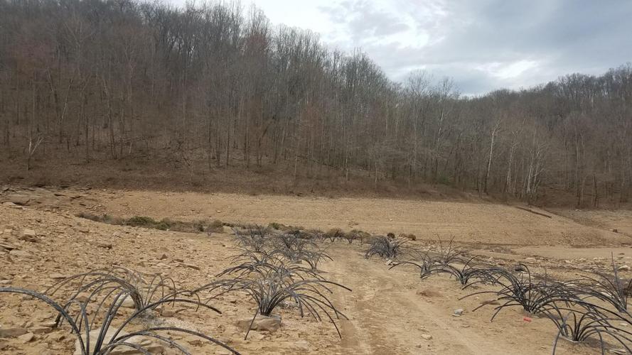 Six record fish caught throughout West Virginia this year with five ...