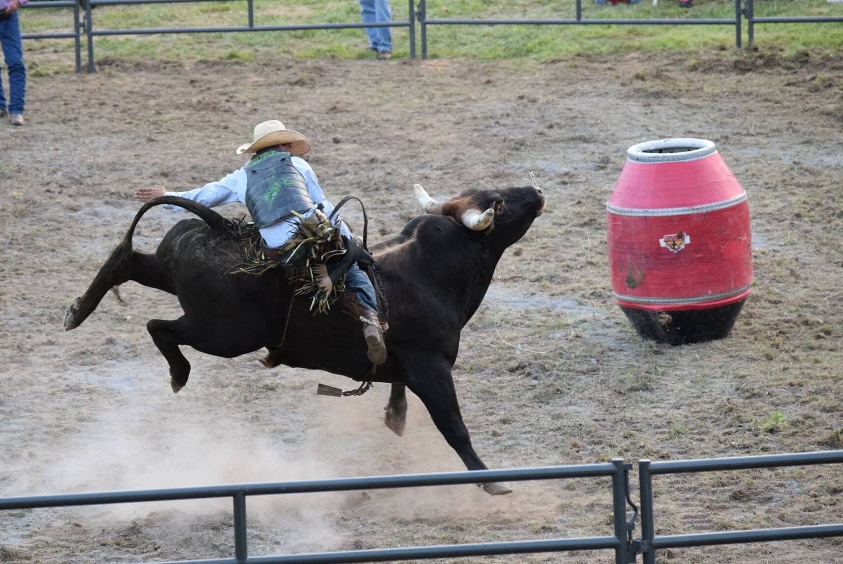 bull bucking | | wvnews.com