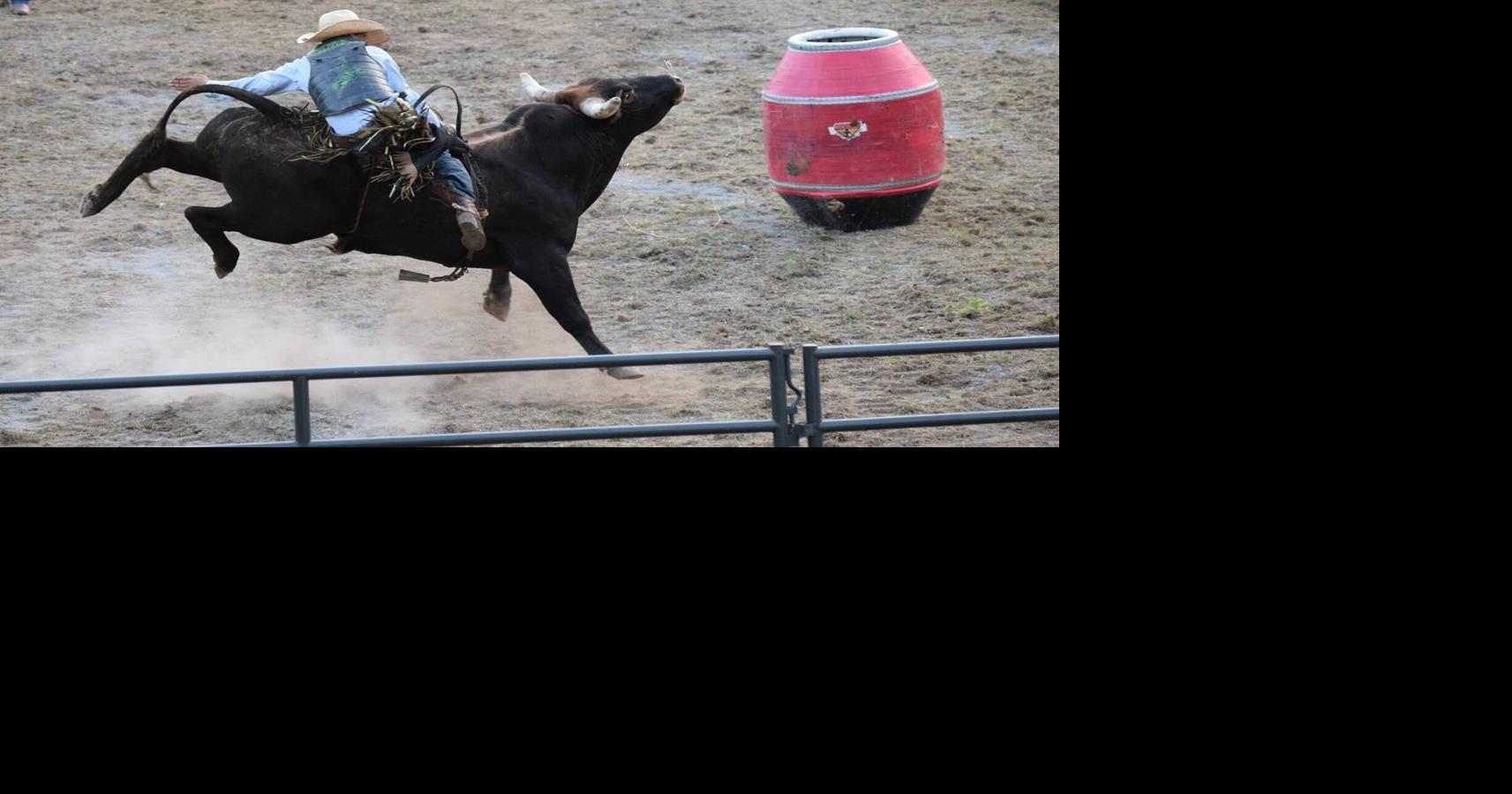 bull bucking | | wvnews.com