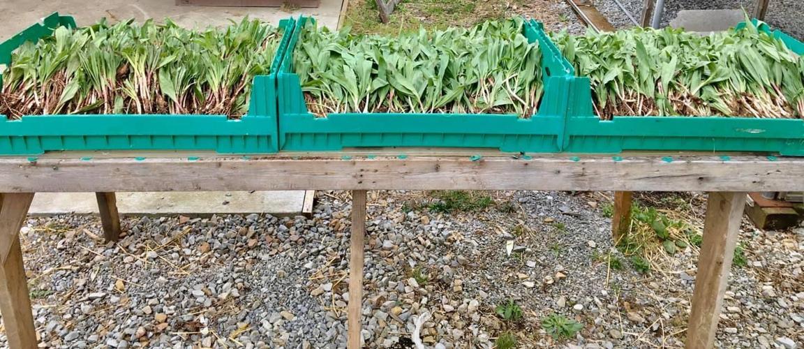 Annual rite of spring is here: Time to harvest & chow down on savory ...