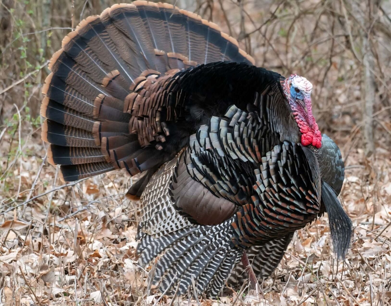 Gallia County ranks among Ohio’s top turkey harvest counties during ...