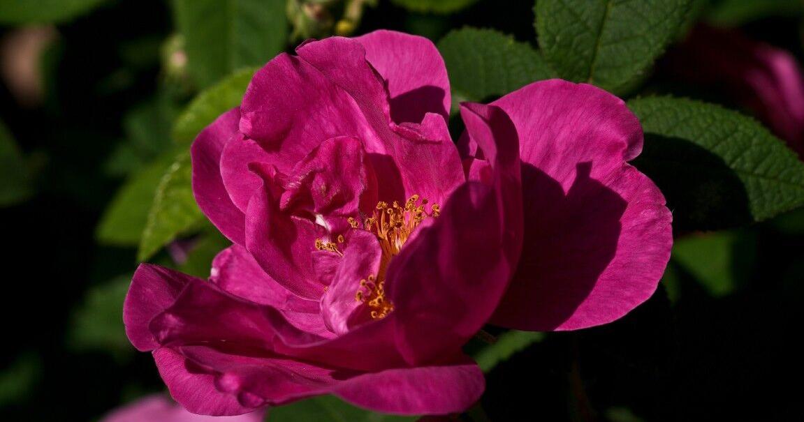 5-31-26 rose.jpg | | wvnews.com