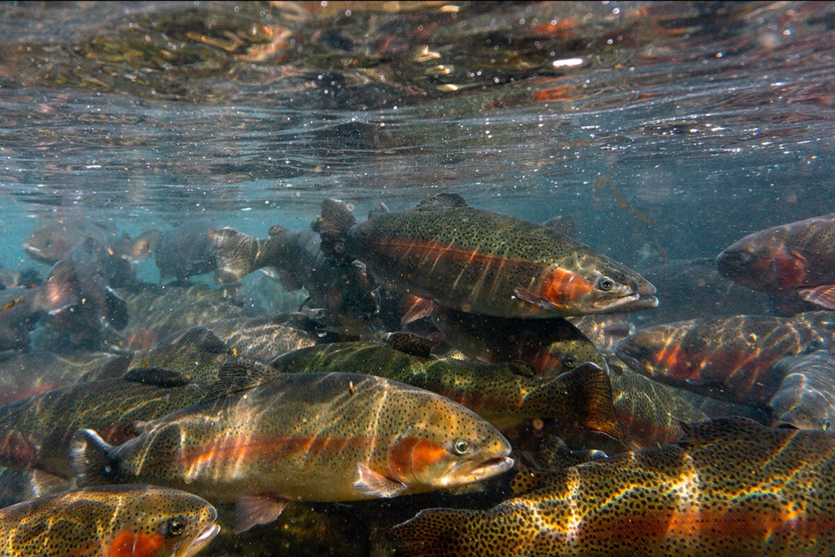 West Virginia DNR releases fish stocking report | WV News | wvnews.com