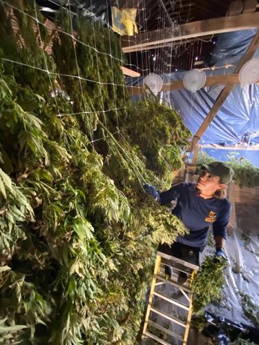 Hemp production continues to fluctuate in West Virginia | WV News ...