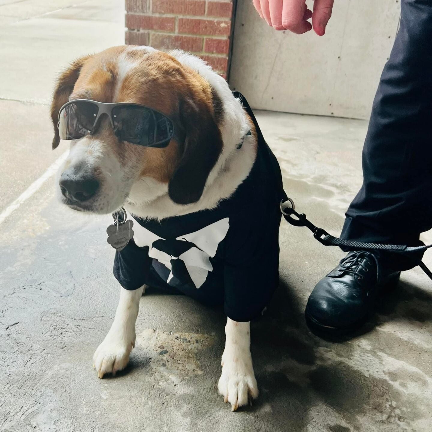UFO dog | | wvnews.com
