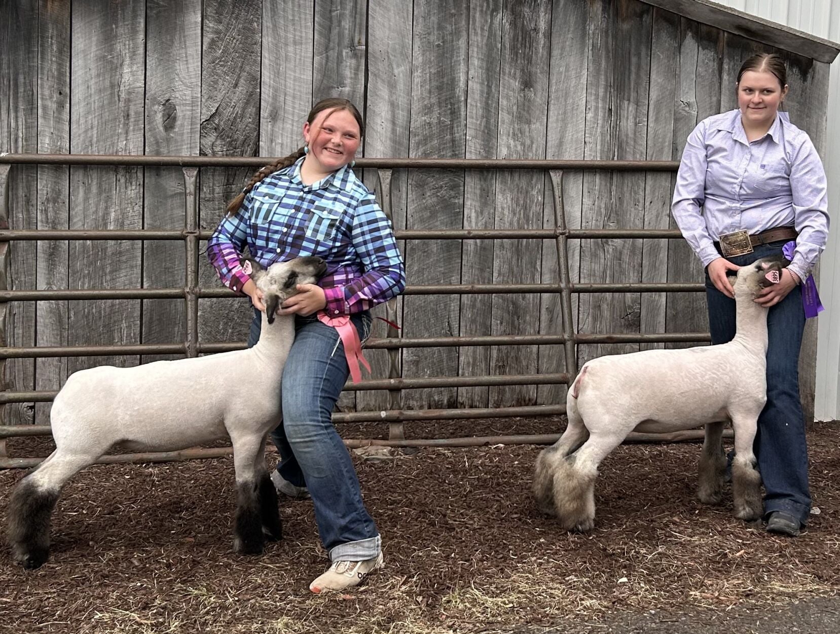 Sheep Breeding | | wvnews.com