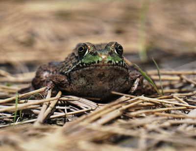 West Virginia Frog Hunting Season Kicks Off | WV News | wvnews.com