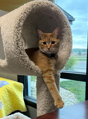 Special needs cats, ready for adoption, need loving homes | Jackson ...