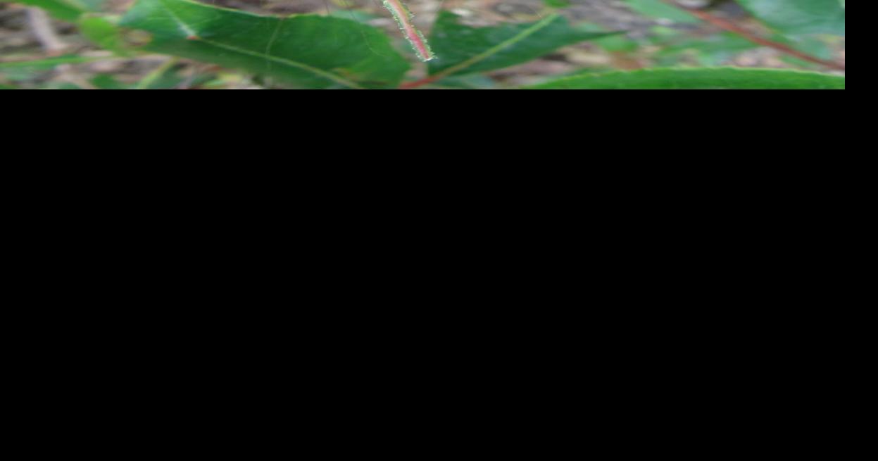 West Virginia and USDA Join Forces to Combat Invasive Gypsy Moth Over ...