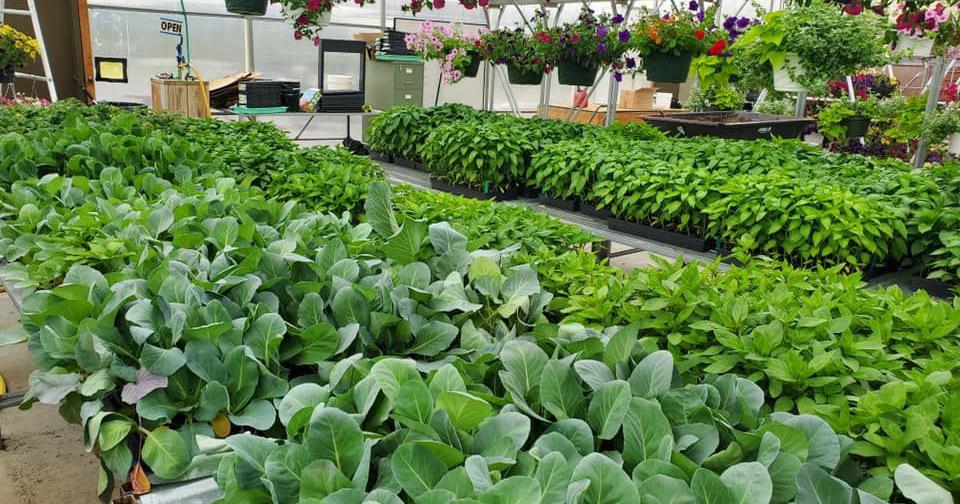 Local high schools to open greenhouses for customers to purchase ...