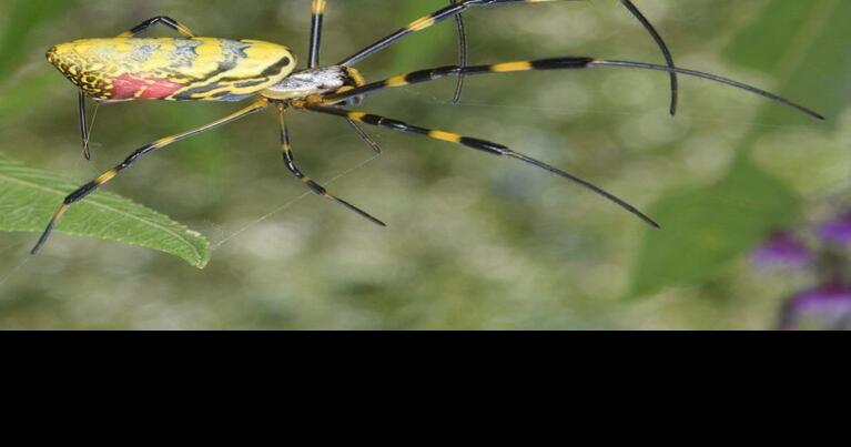 Giant 'venomous' flying spiders? Here's the skinny on the Joro spider ...