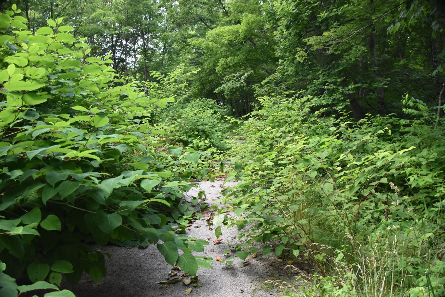 West Virginia's Appalachian ecosystem: A look at native flora, fauna ...