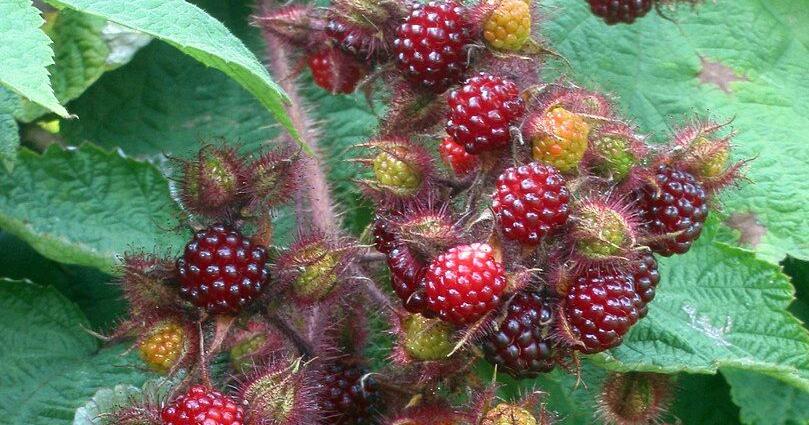 Discover Wineberries: West Virginia's Inviting and Invasive Berry | WV ...