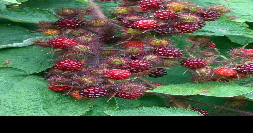 Discover Wineberries: West Virginia's Inviting and Invasive Berry | WV ...