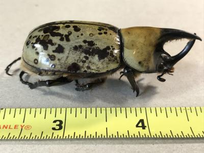 hercules beetle