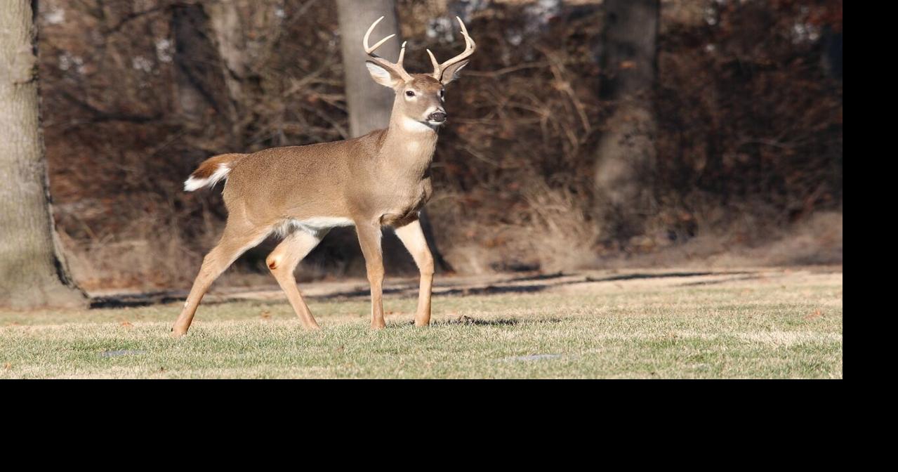 West Virginia Buck Firearms Season Begins with Big Buck Photo Contest ...