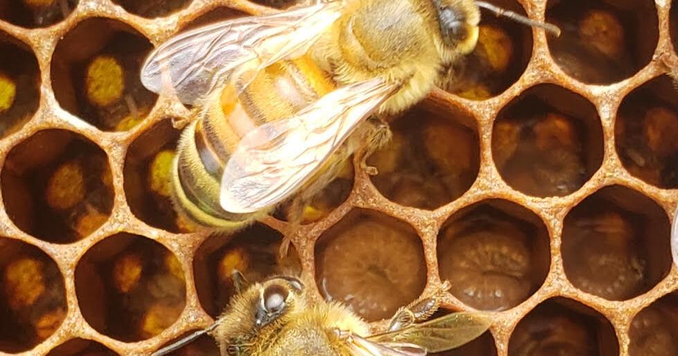 Bad bees? Death of West Virginia man raises concerns about bee stings ...