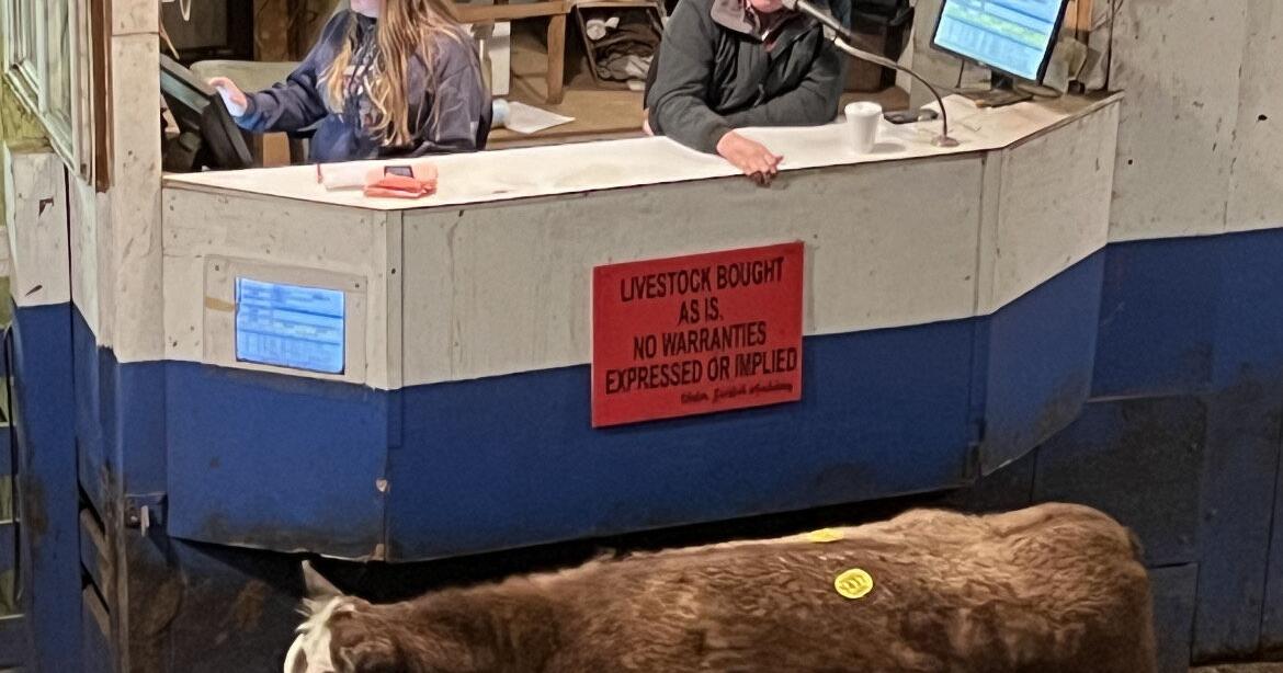 South Harrison FFA members claim 6 individual state titles | | wvnews.com