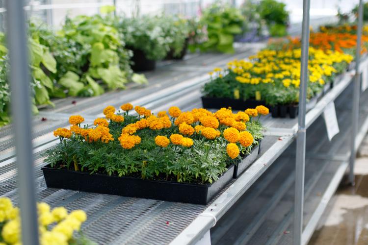 Produce for sale: Harrison County (West Virginia) FFA students open ...