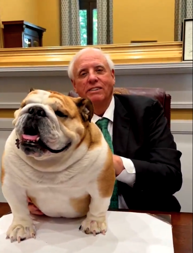 Babydog back on the job after surgery, Sen. Justice says | WV News ...