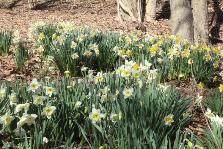 Spring into spring at WVU's Core Arboretum | WV News | wvnews.com