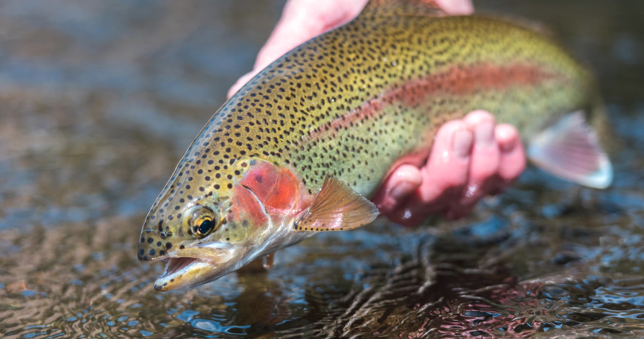 West Virginia DNR announces trout stocking locations for the week of ...