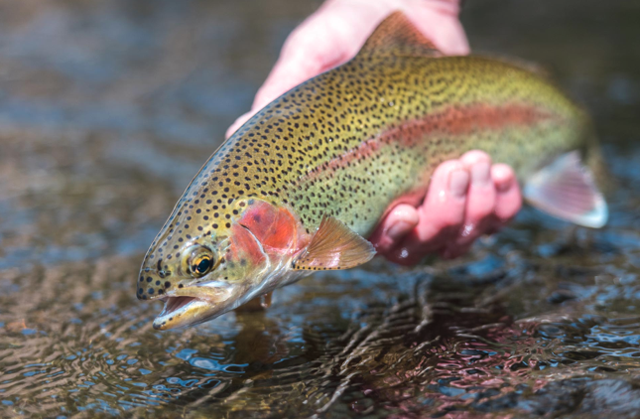 West Virginia DNR announces trout stocking locations for the week of ...
