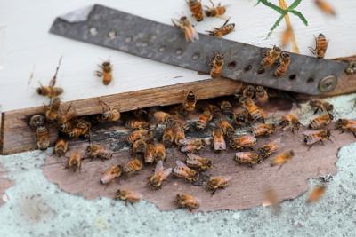 West Virginia Department of Health warns residents of increased bee ...