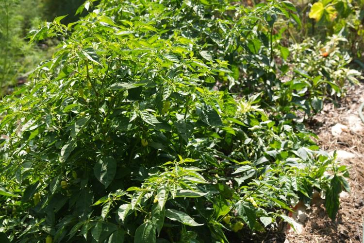 On the Other Side of the Mountain | News | wvnews.com