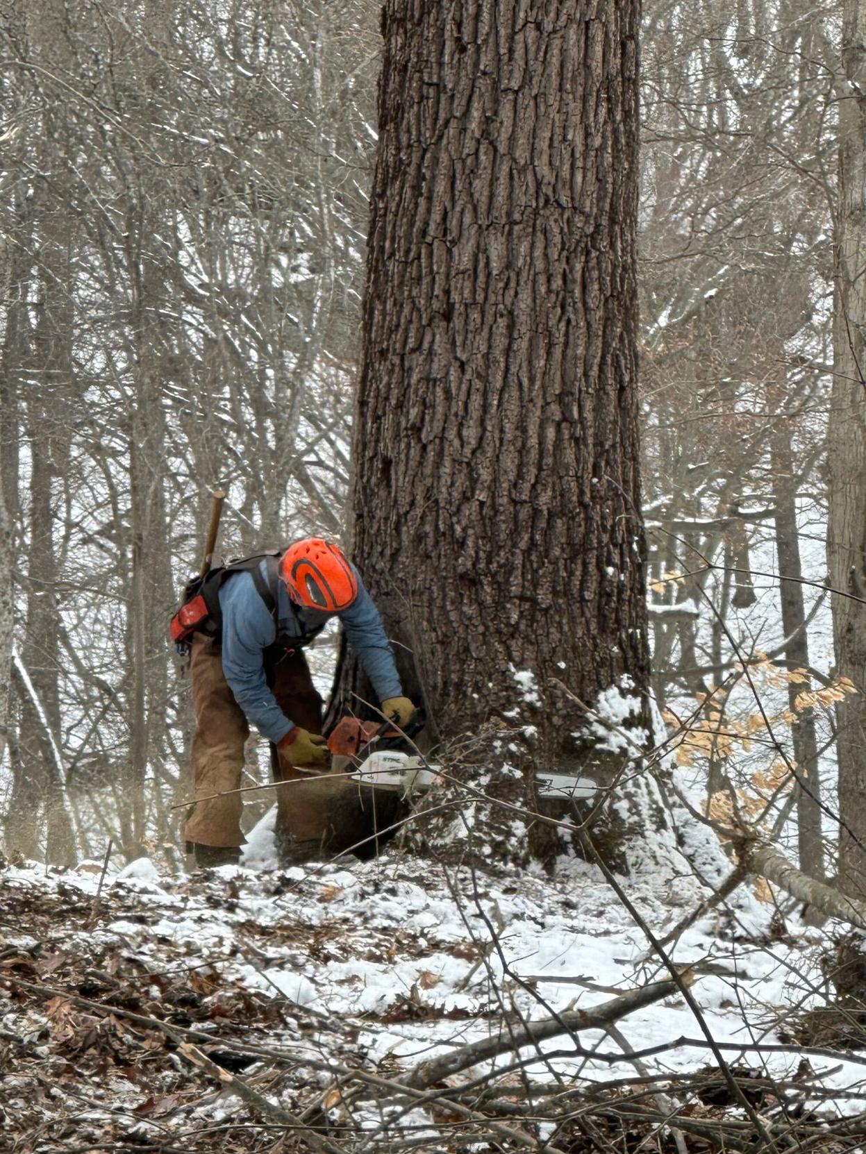 Hunt family harvests historic walnut trees after decades of care ...