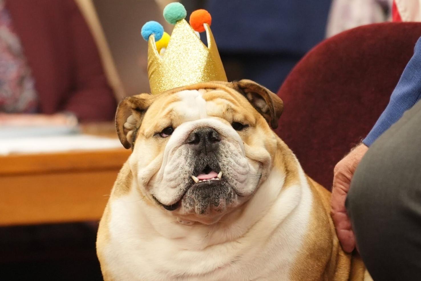 Babydog Justice turns 6: West Virginia Sen. Jim Justice’s beloved ...