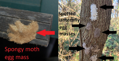 Feds ask West Virginians to squash spotted lanternfly, spongy moth egg masses | WV News | wvnews.com