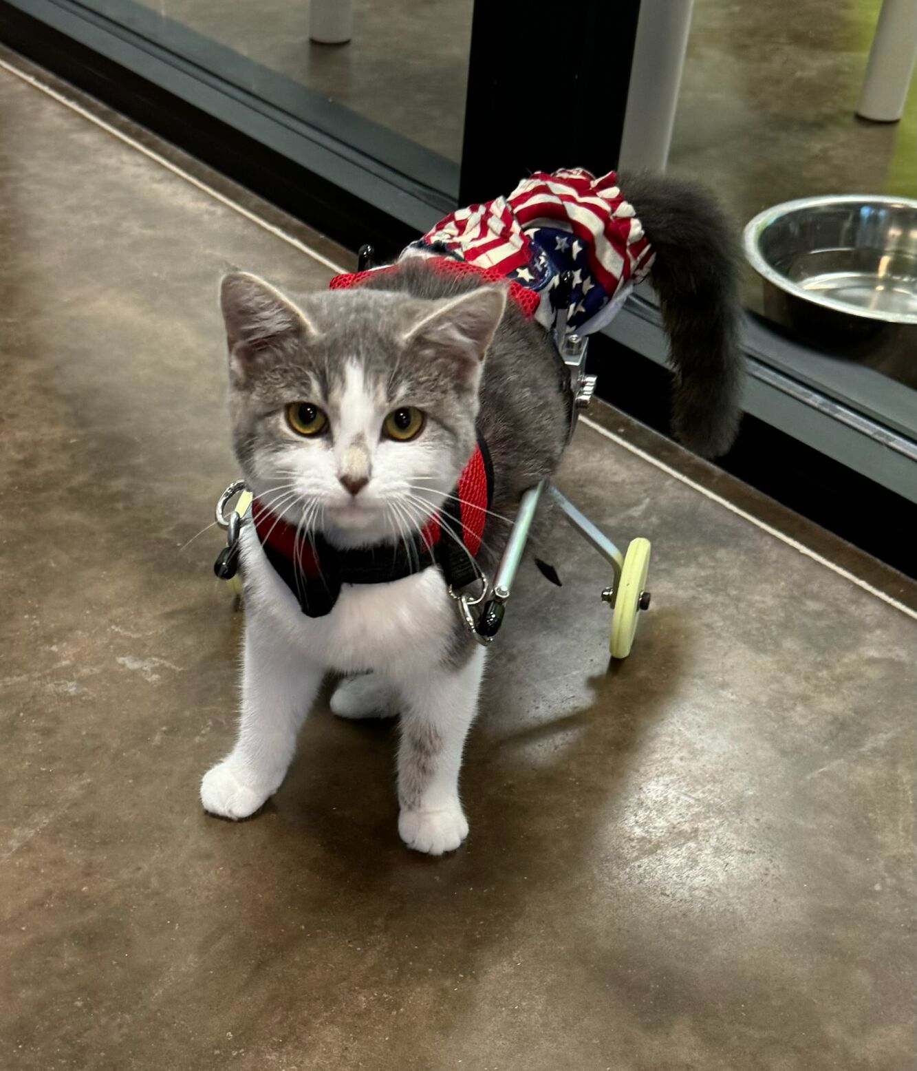 Special needs cats, ready for adoption, need loving homes | Jackson ...