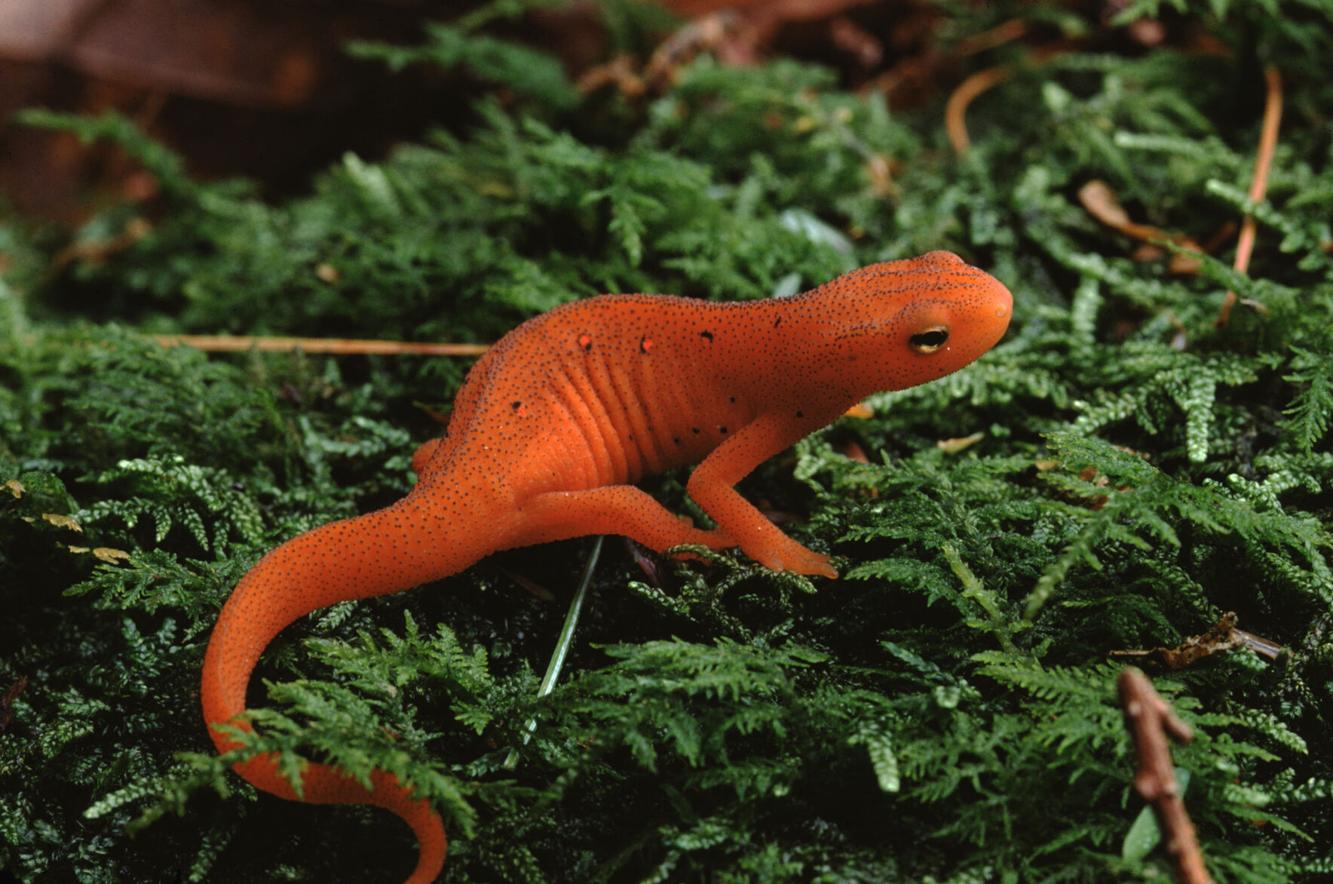 West Virginia DNR launches eastern newt survey | WV News | wvnews.com