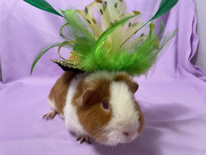 Terra Alta guinea pig nominated again for the Cadbury Bunny Tryouts ...