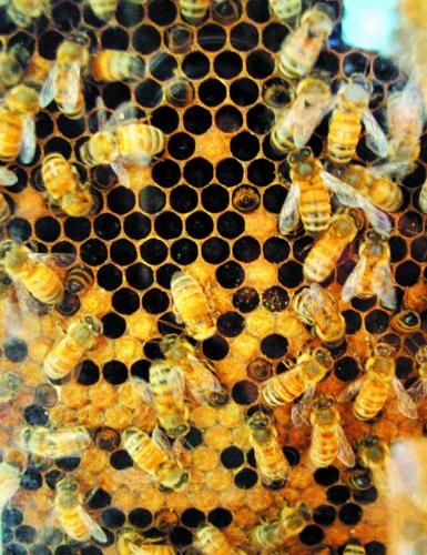 Study: Mapping people’s knowledge of bees may aid in pollinator ...