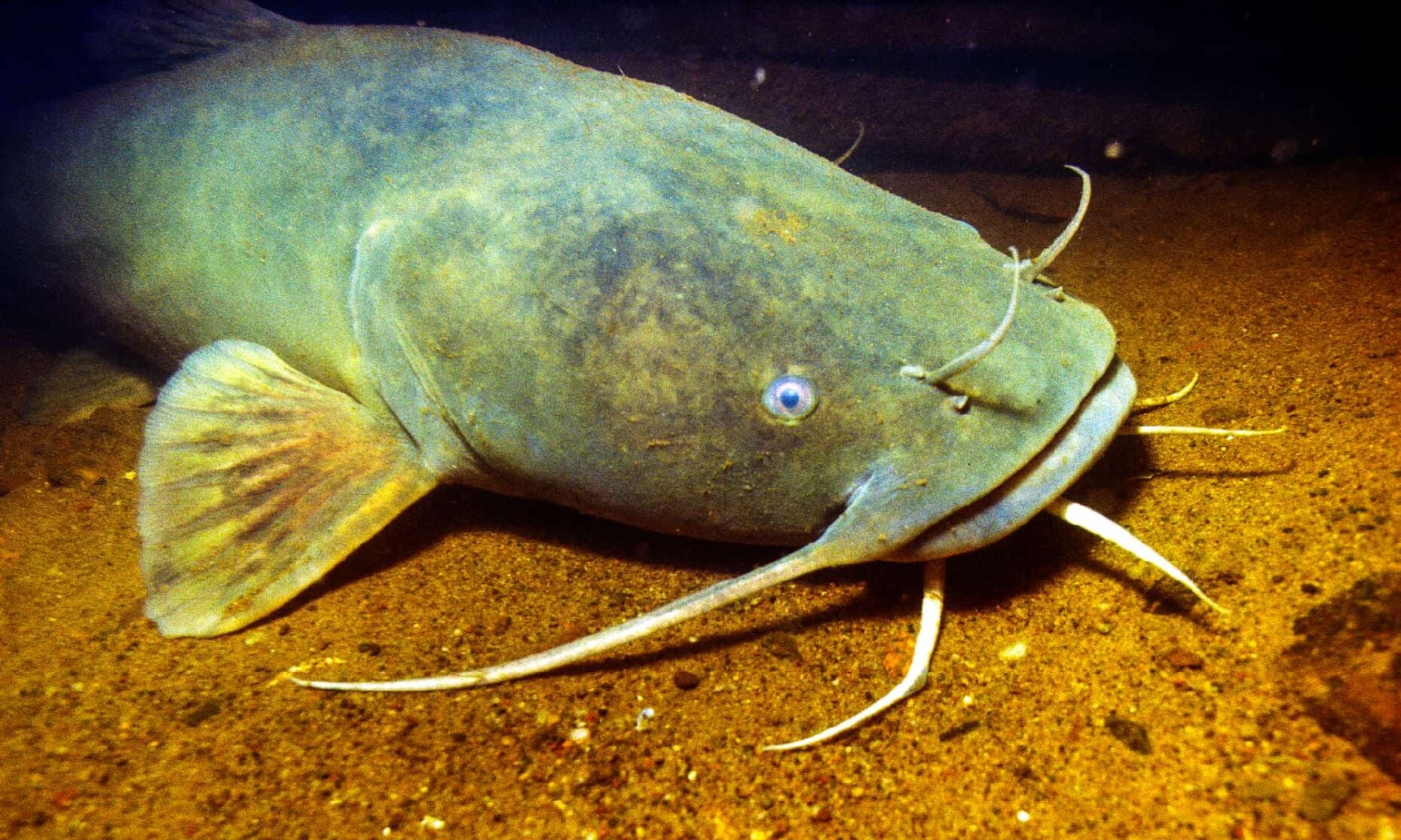 Flathead catfish | | wvnews.com