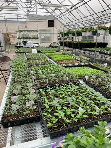 Local high schools to open greenhouses for customers to purchase ...