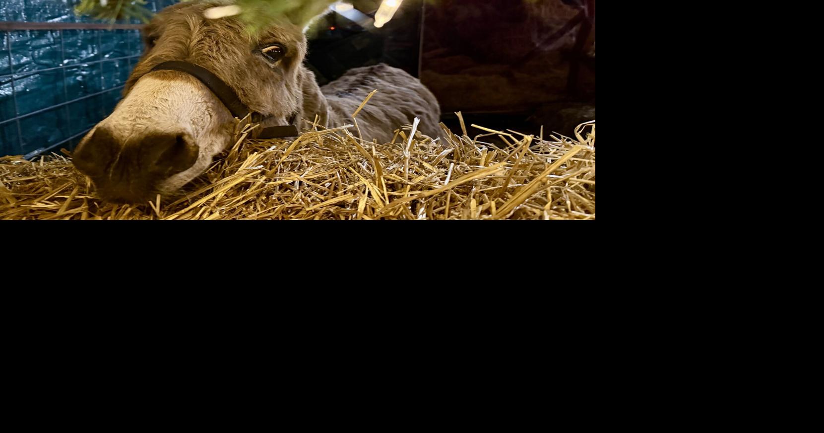 Another great year for Frosty’s Forrest Fair | Mineral County WV News ...