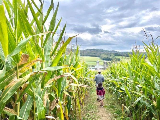Cove Run Farms Corn Maze open for 22nd season | Garrett News | wvnews.com