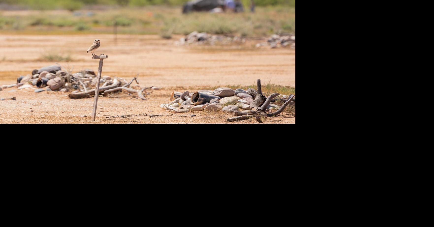 New interchange chases tiny owls out of Gilbert | News | themesatribune.com