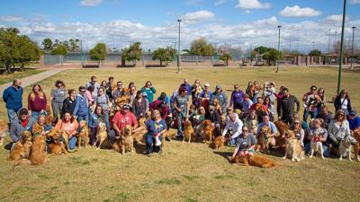 Annual Golden Retriever gathering set in Mesa | News | themesatribune.com