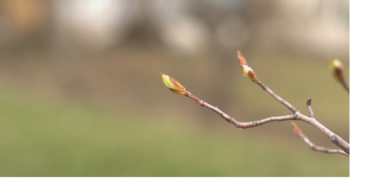 Downtown Ithaca's 3rd Spring Fairy Fest: Magic and crafts on March 23 ...