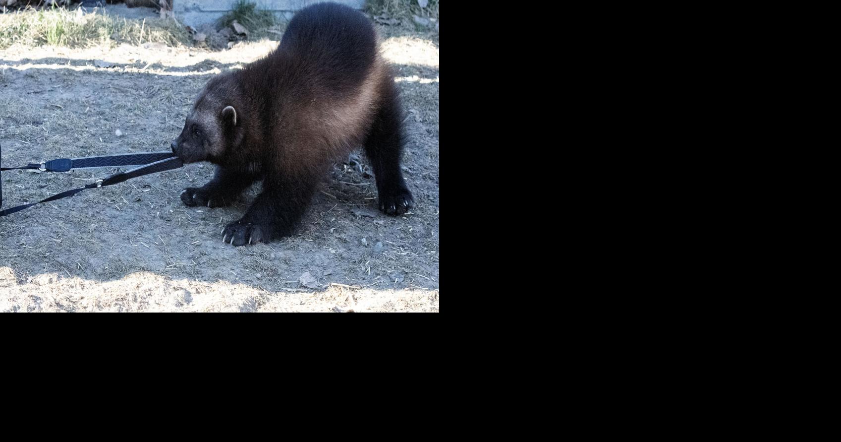 ZooMontana one of three zoos in nation with successful wolverine ...