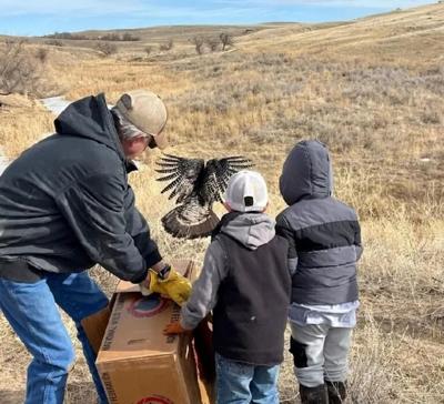 Casper’s turkeys trapped and turned loose in new rural habitat | Rocket ...