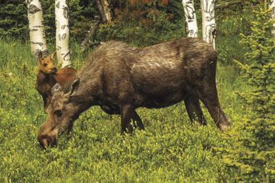 WYldlife Fund appeals to wildlife lovers near and far | News ...