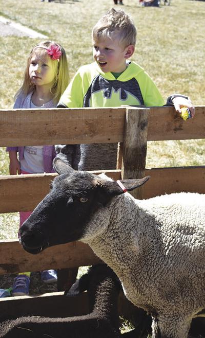 Celebrate Sheep Shearing Day on April 24 in Lander | People ...