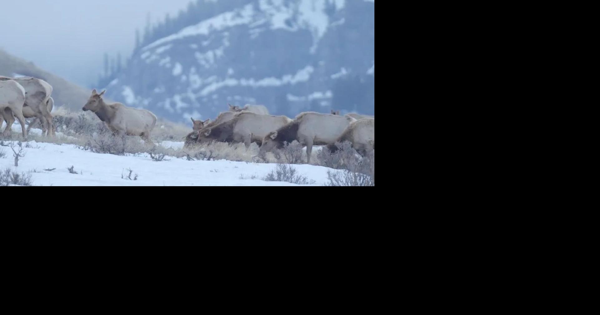 Golden era of northwest Wyoming elk hunting slides toward expected but ...