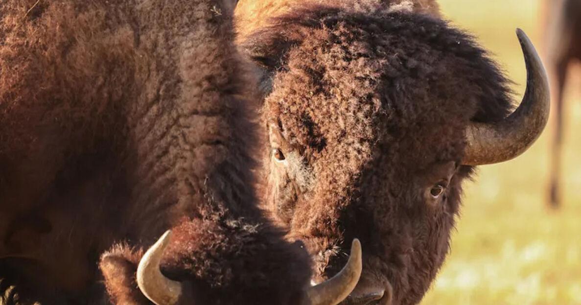 why do bison fight